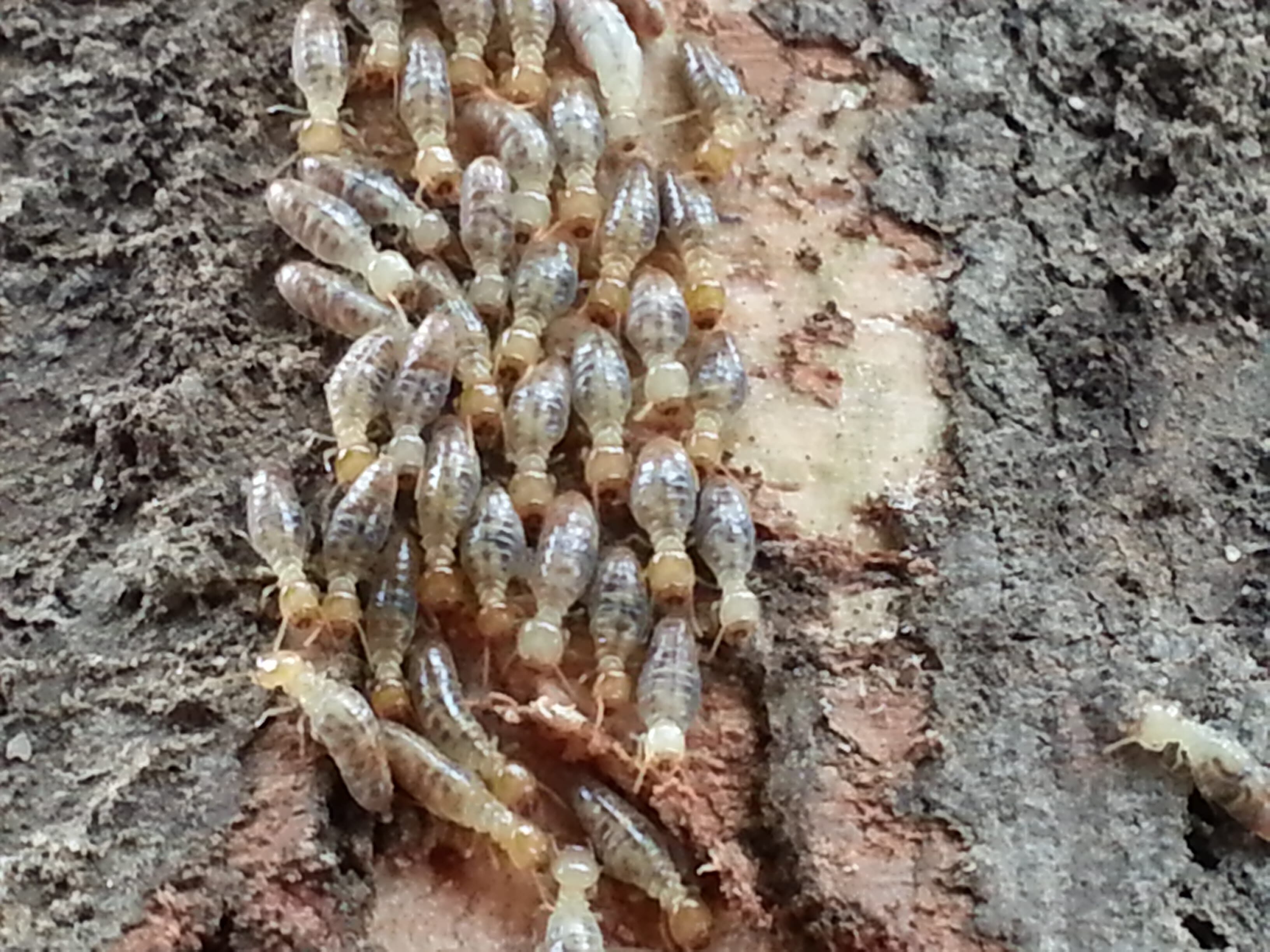 Termite Species in Brisbane - Part III - Microcerotermes and Cryptotermes