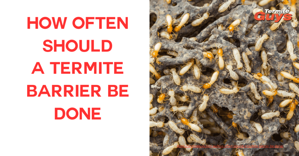 How often should a termite barrier be done - Termite Guys Brisbane