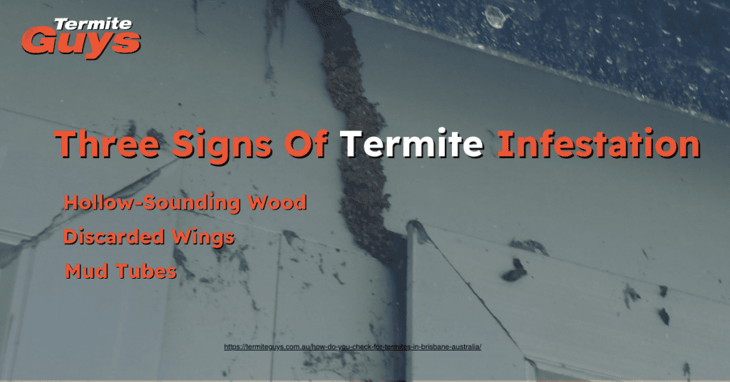 How Do You Check For Termites In Brisbane Australia - Termite Guys Brisbane