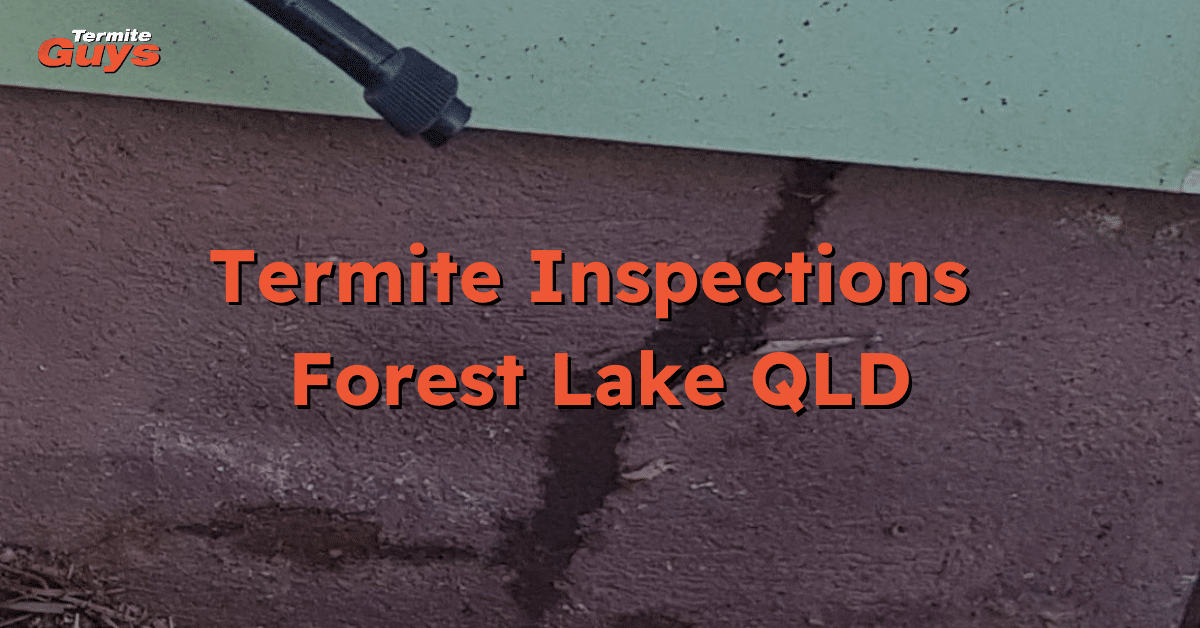 Termite Inspections Forest Lake QLD | Best Termite Company In Forest ...