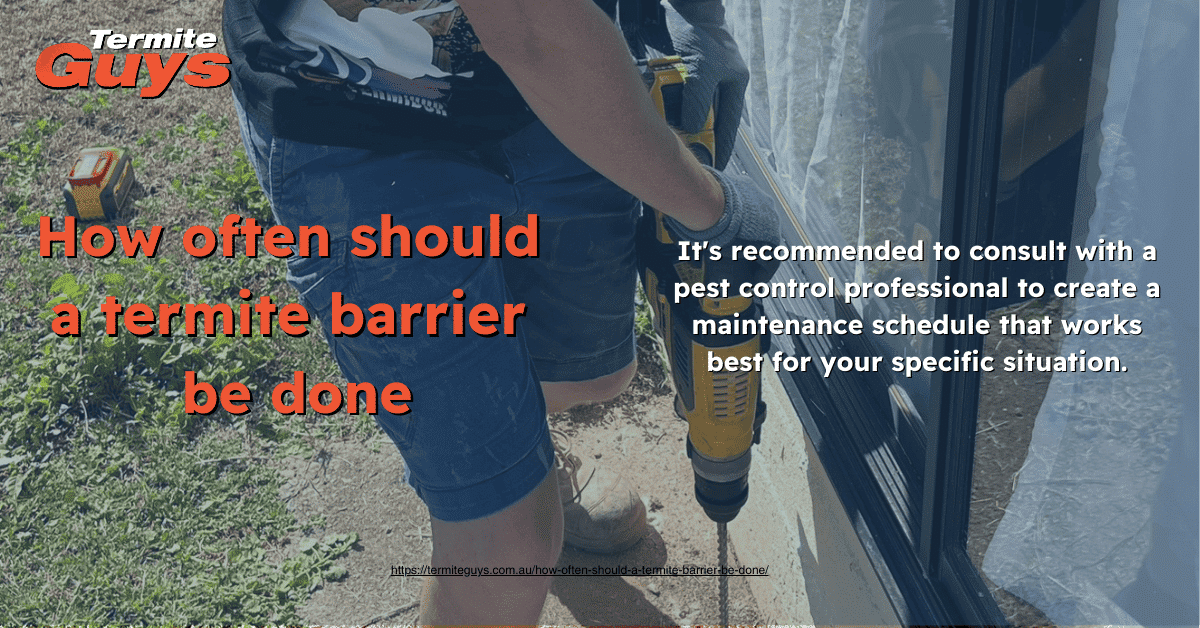 How often should a termite barrier be done - Termite Guys Brisbane