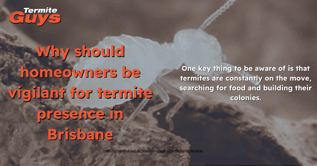 How often should a termite barrier be done - Termite Guys Brisbane